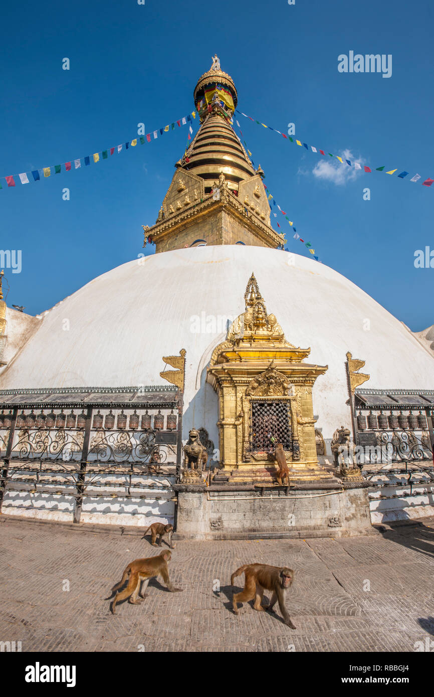 Monkeys at Swayambhunath Stupa also known as the Monkey Temple ...