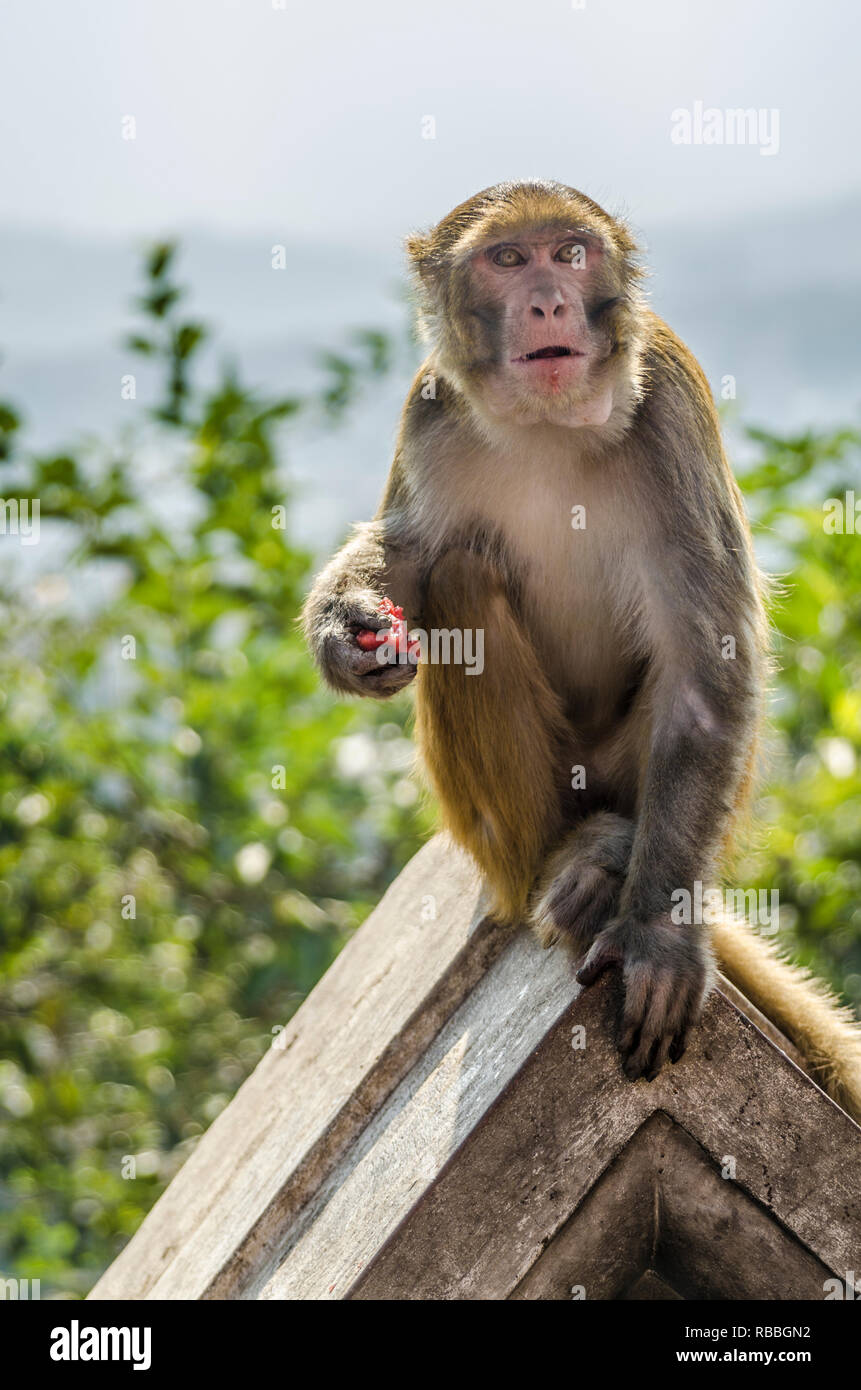 Angry monkey hi-res stock photography and images - Alamy