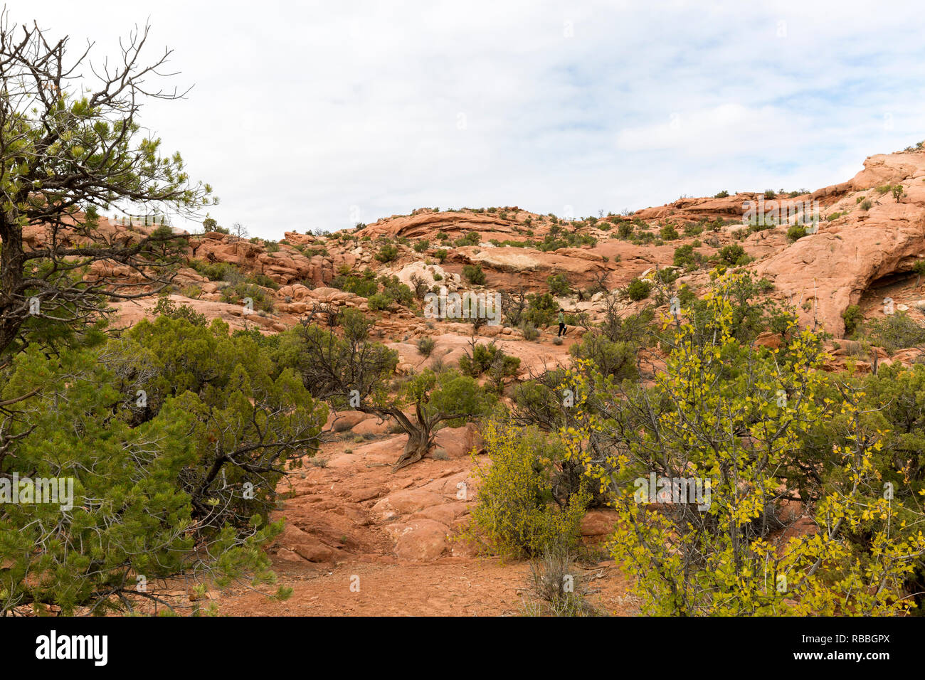 Juniperus cupressaceae hi-res stock photography and images - Alamy
