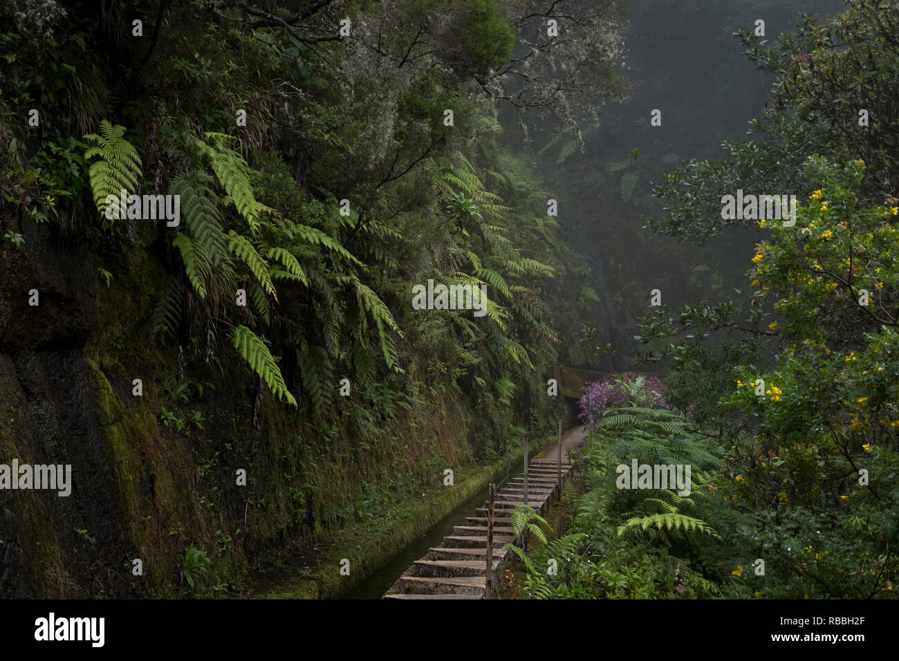 Madeira, Portugal - 12 June 2017: Levada along Pináculo and Folhadal ...