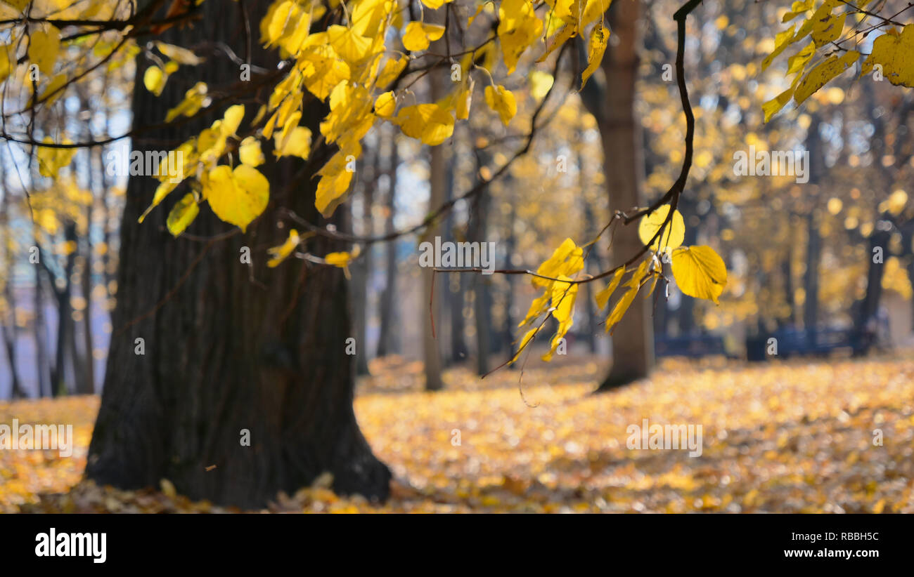 Autumn tree leaf in the park in Moscow Russia Stock Photo - Alamy