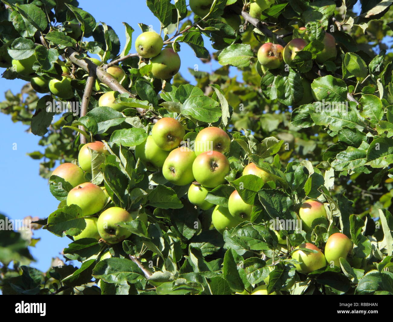 Apple on a tree Stock Photo - Alamy