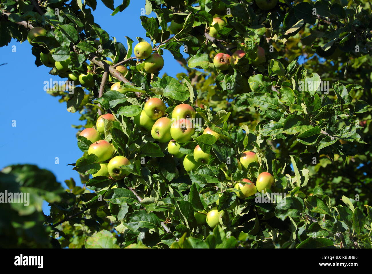 Apple on a tree Stock Photo - Alamy