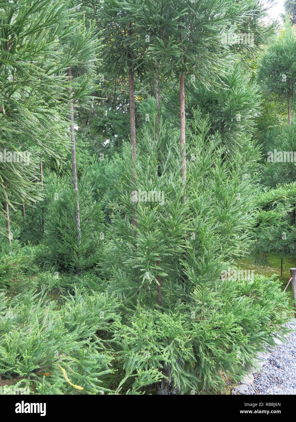 Close-up of evergreen conifers growing in the famous gardens at Ryoan ...