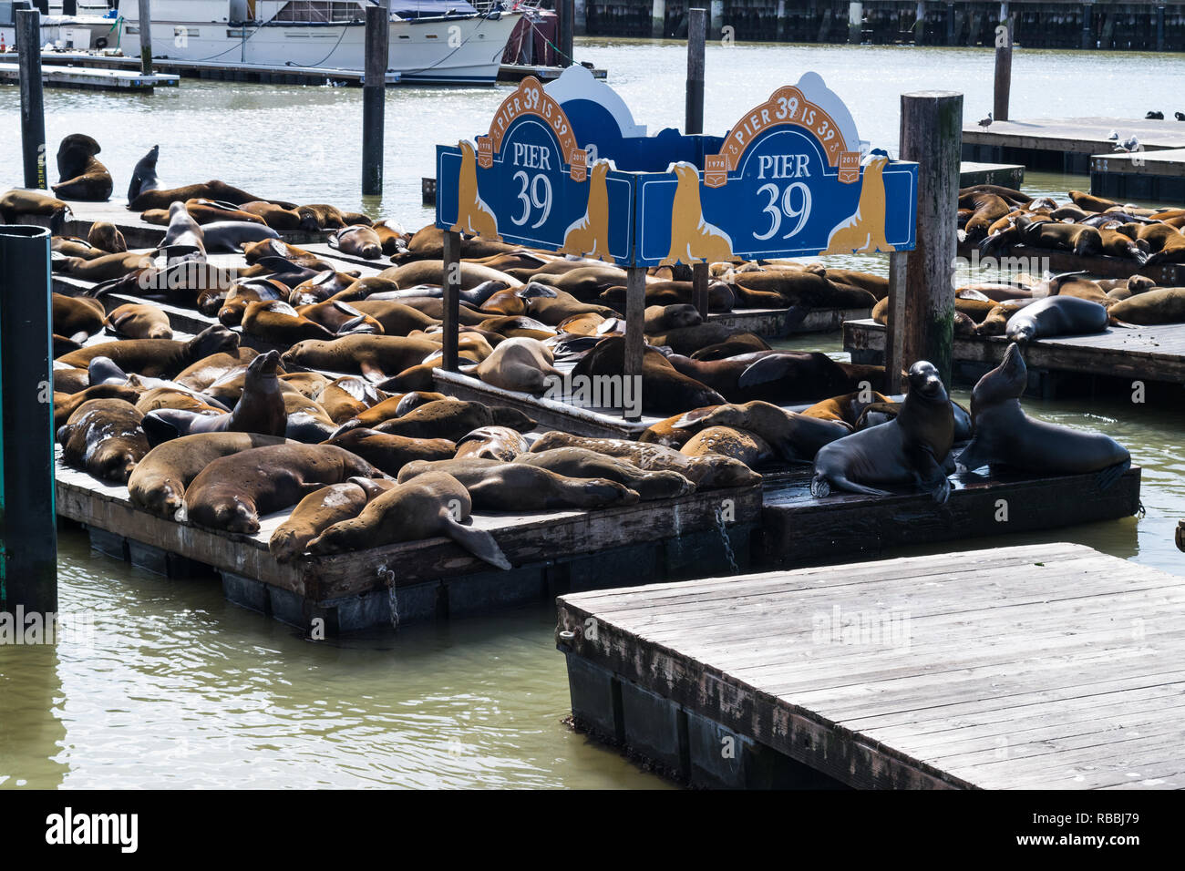 SAN FRANCISCO, USA - FEBRUARY 24, 2017: The iconic sea lions at Pier 39 ...