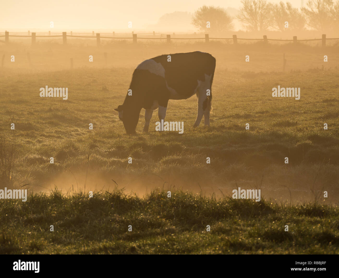 Cow in the fog Stock Photo - Alamy