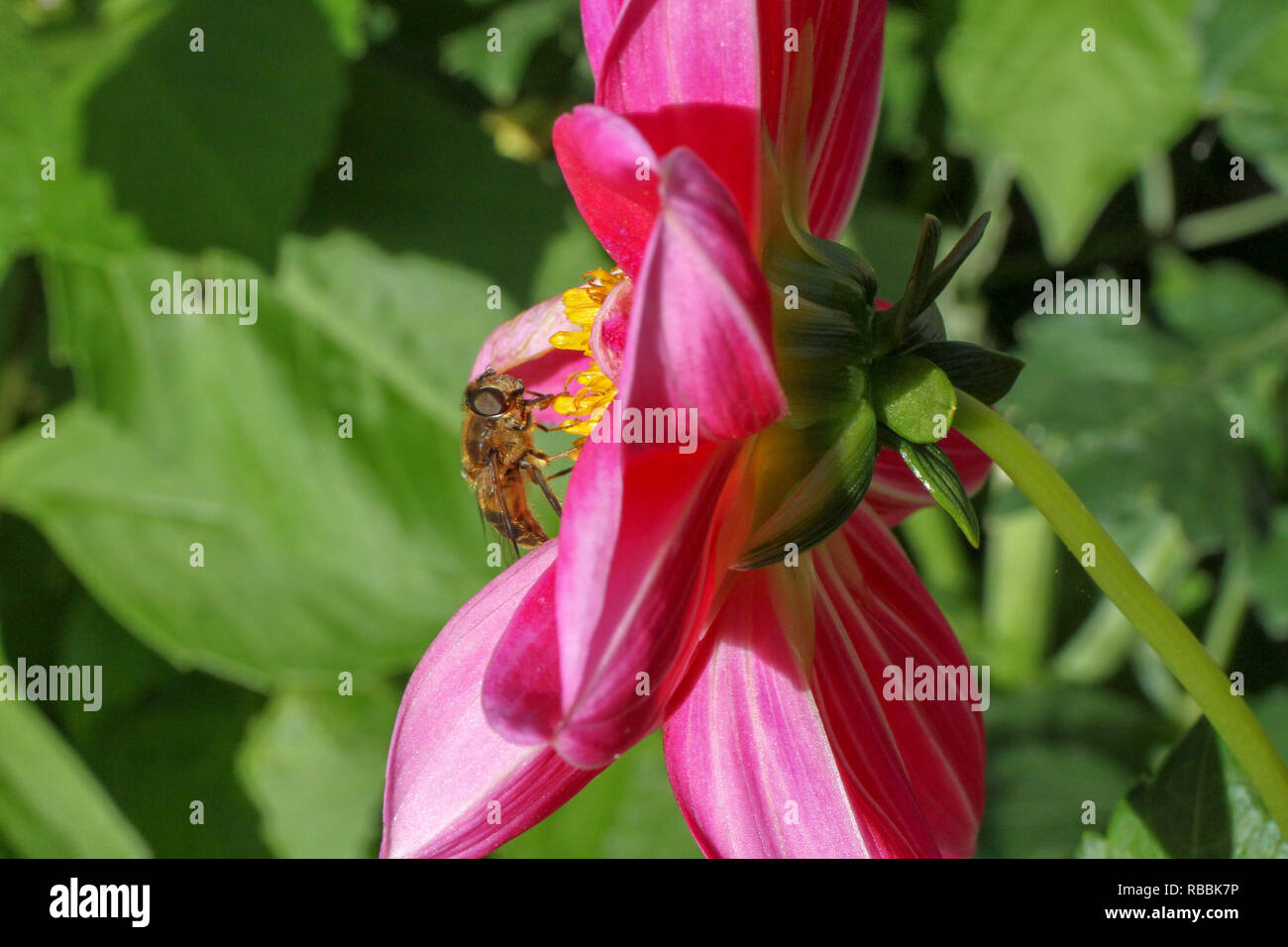 Insect coated in pollen hi-res stock photography and images - Alamy