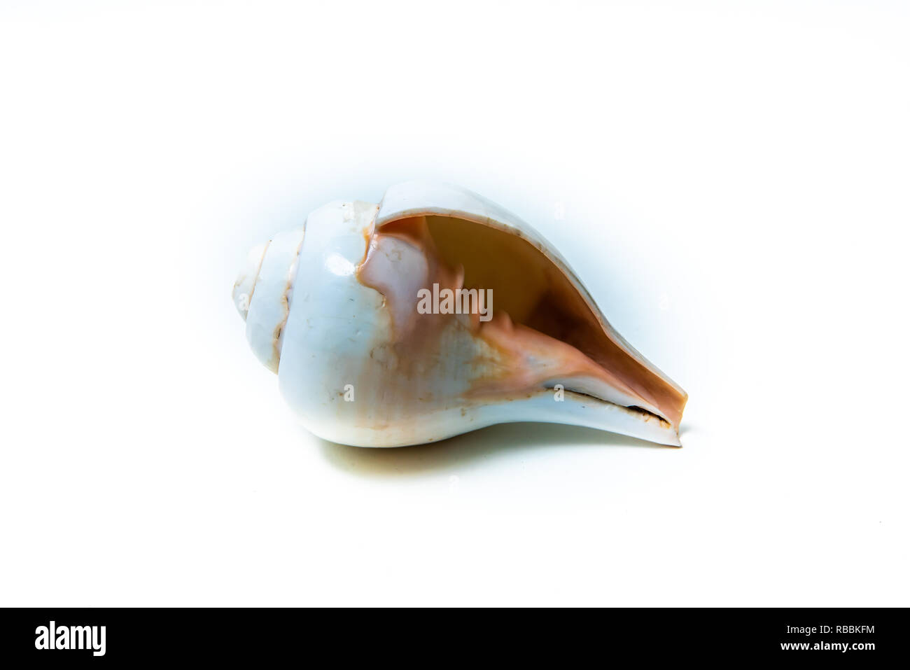 Conch shell isolated closeup sea Stock Photo - Alamy