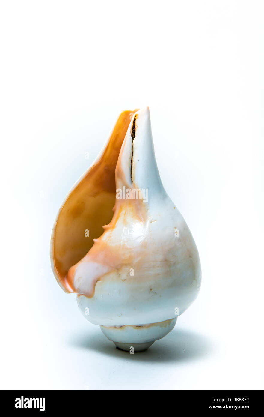 Conch shell isolated closeup sea Stock Photo - Alamy
