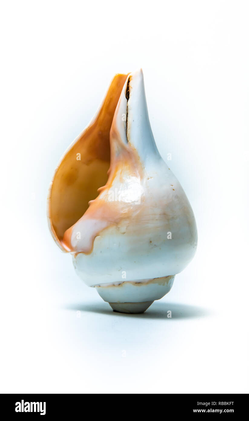 Conch shell isolated closeup sea Stock Photo - Alamy