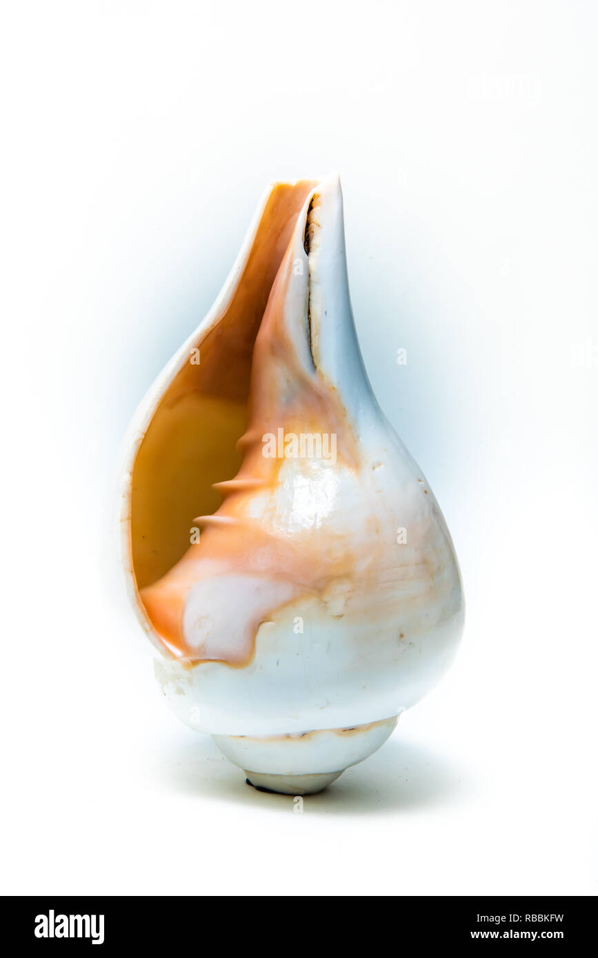 Conch shell fibonacci hi-res stock photography and images - Alamy