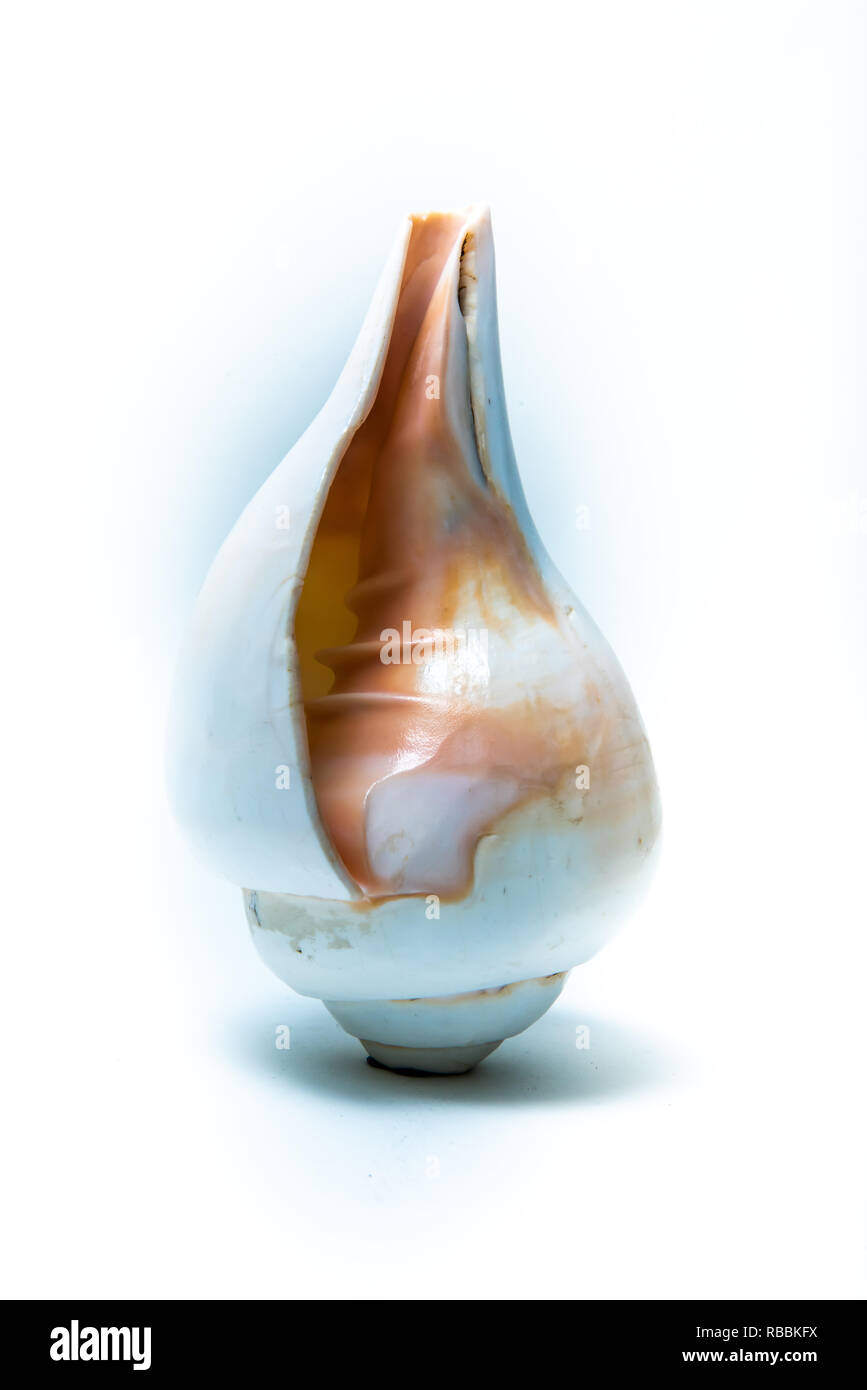 Conch shell fibonacci hi-res stock photography and images - Alamy