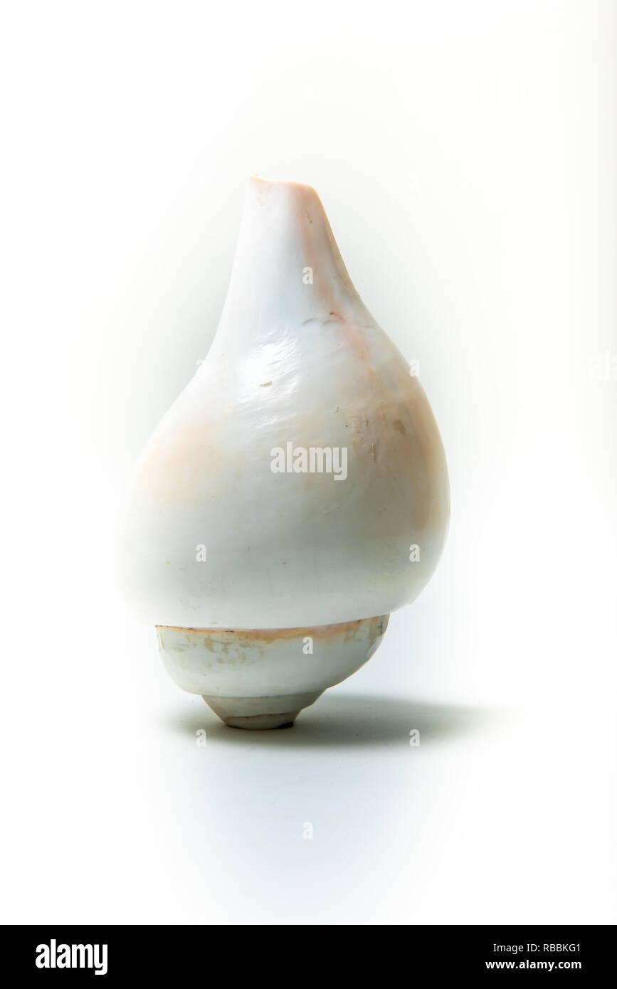 Conch shell isolated closeup sea Stock Photo - Alamy