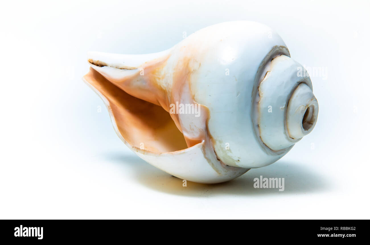Conch shell isolated closeup sea Stock Photo - Alamy