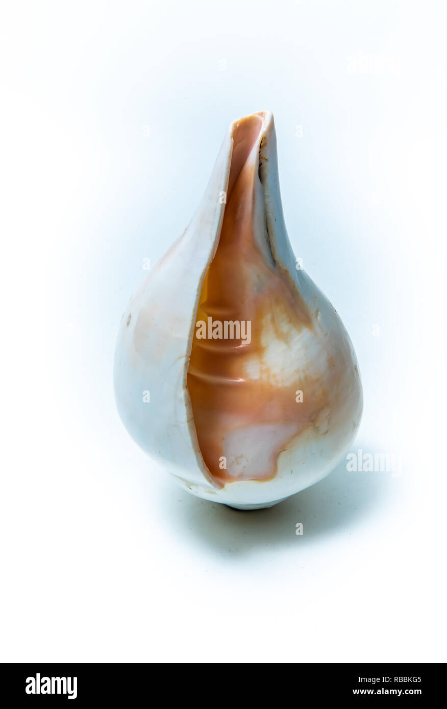 Conch shell fibonacci hi-res stock photography and images - Alamy