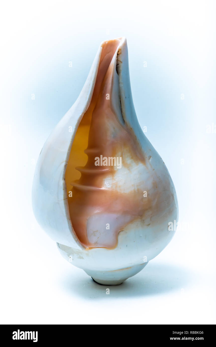 Conch shell isolated closeup sea Stock Photo - Alamy