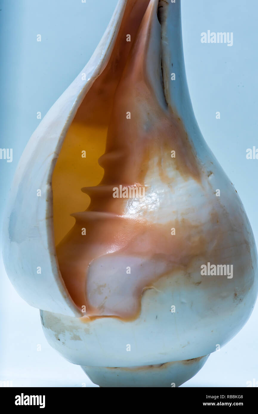 Conch shell fibonacci hi-res stock photography and images - Alamy