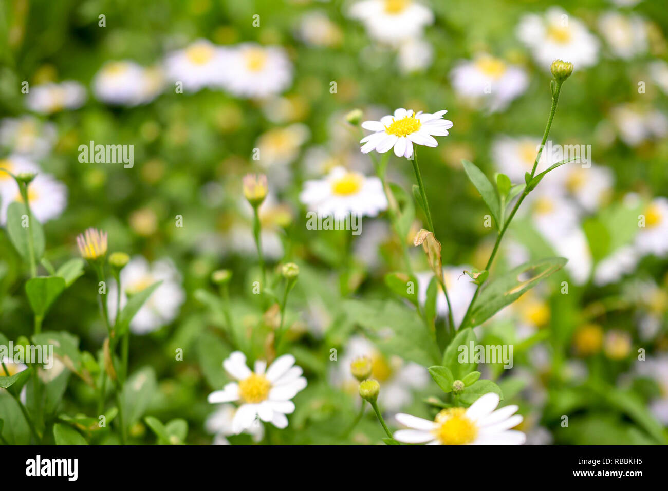 White Marguerite daisy flower Stock Photo - Alamy
