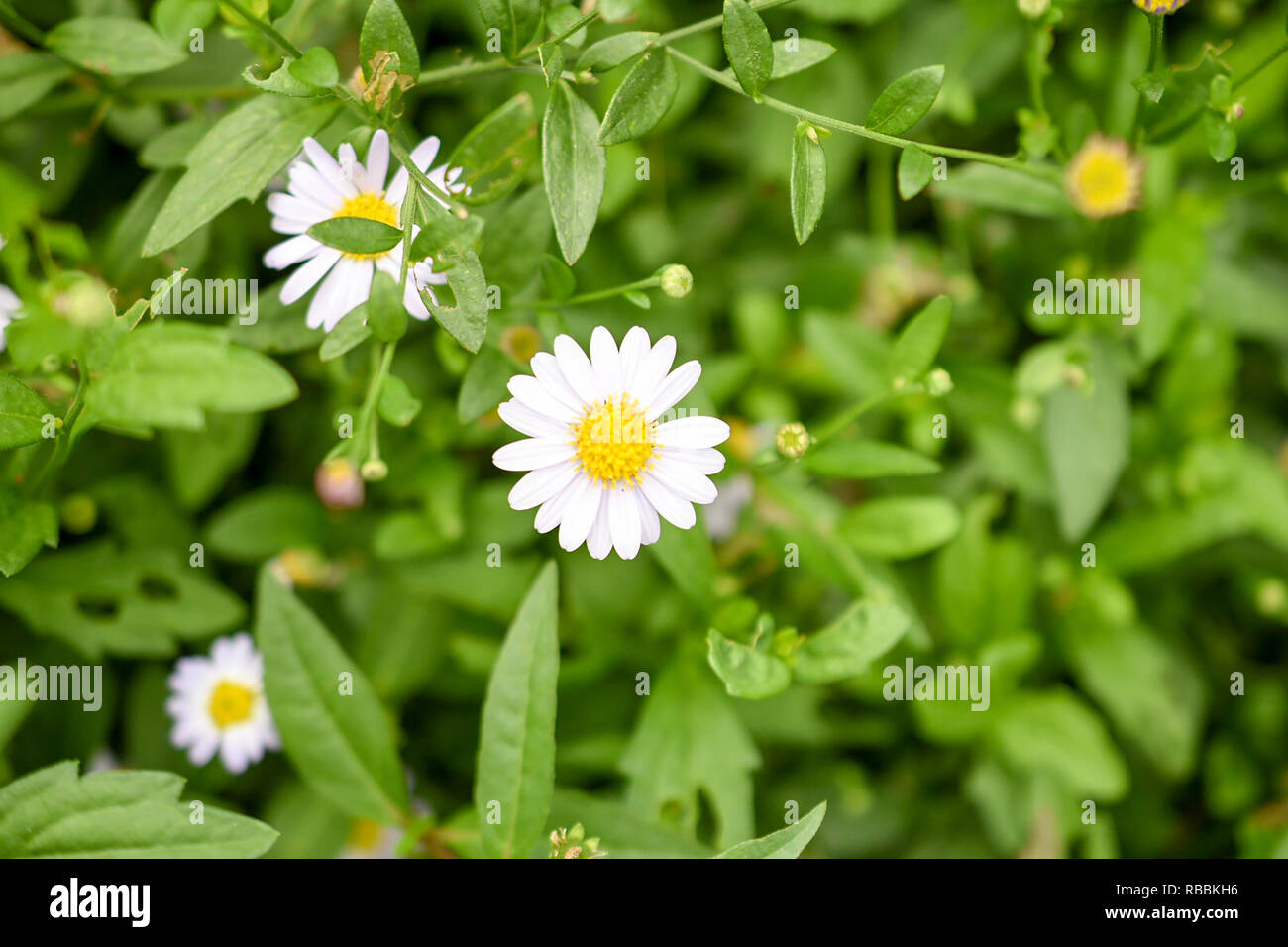 Marguerite daisy flower hi-res stock photography and images - Alamy