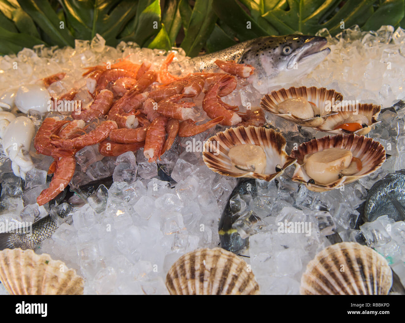 seafood Fish, shrimps, shell, on ice in italian restaurant Stock Photo ...