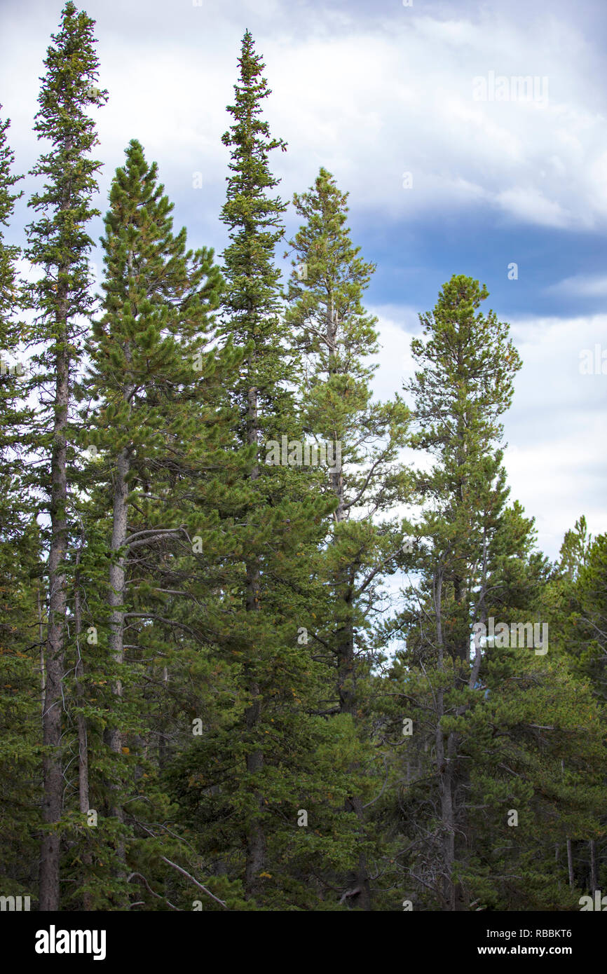 Colorado Tree Line Stock Photo - Alamy