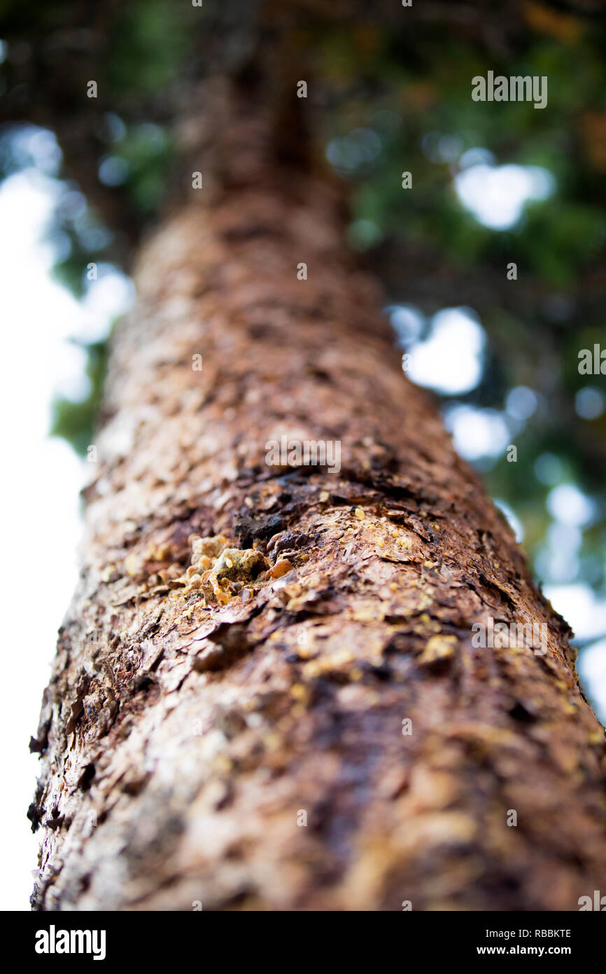 Tree - Close Up Stock Photo - Alamy