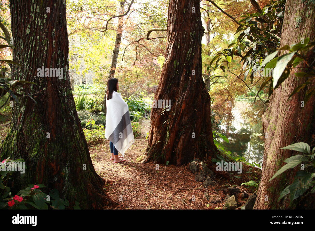 Woman among redwoods looking at nature Stock Photo - Alamy