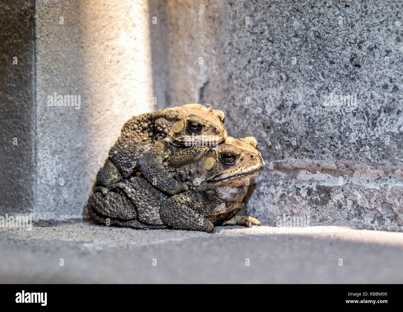 Ground toads hi-res stock photography and images - Alamy