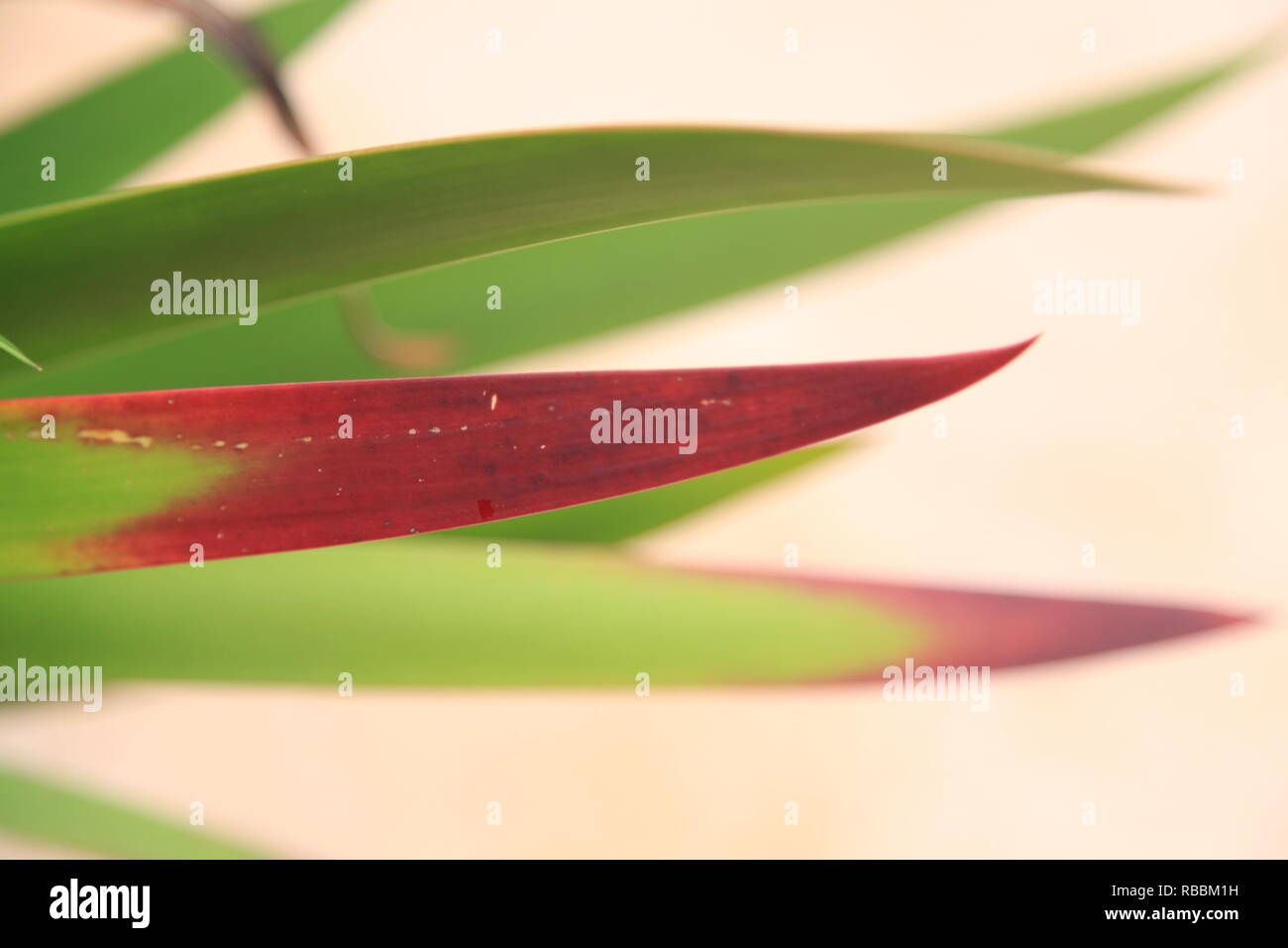 Reddening hi-res stock photography and images - Alamy