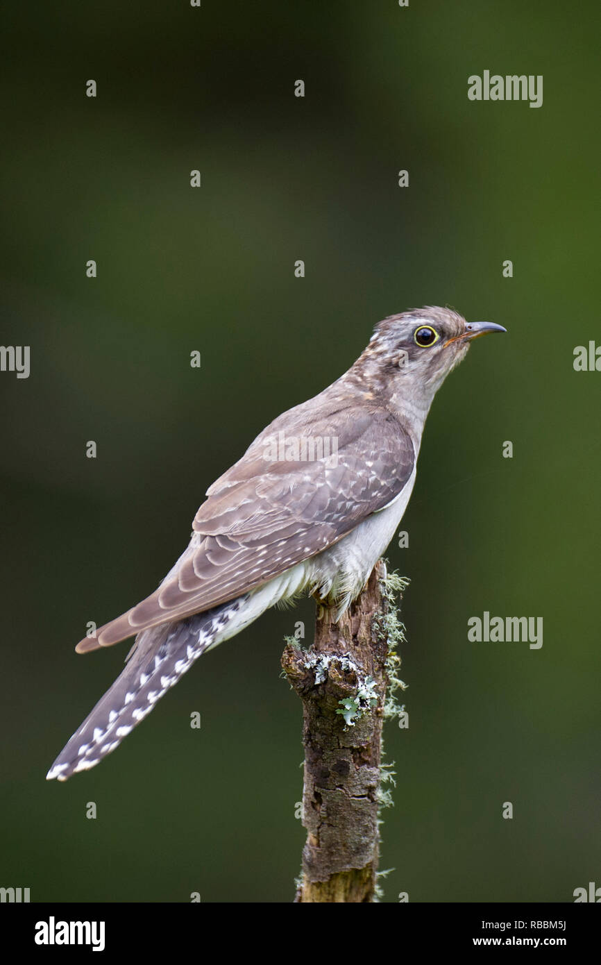 Australian cuckoo hi-res stock photography and images - Alamy