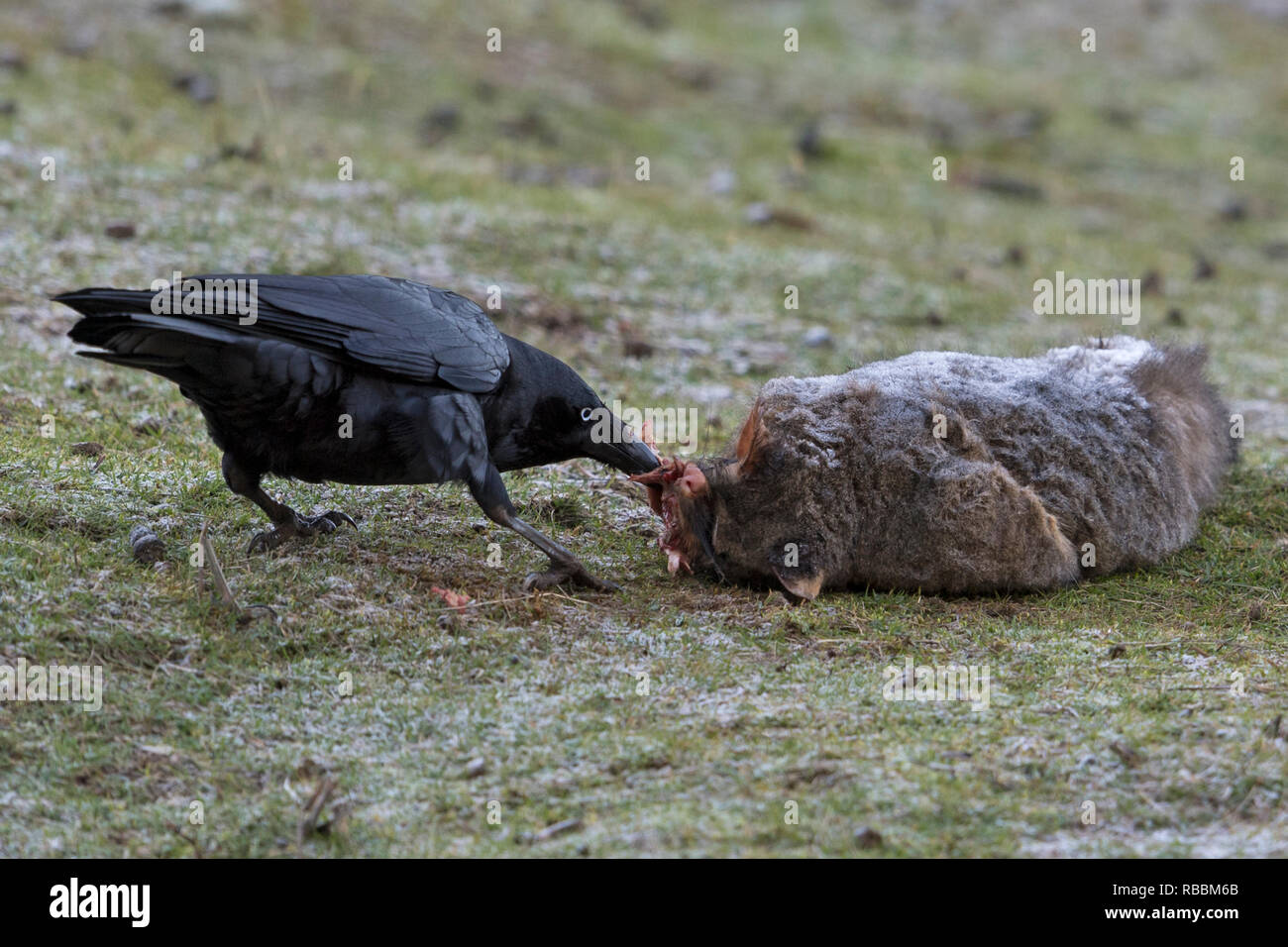 Raven Dead High Resolution Stock Photography and Images - Alamy
