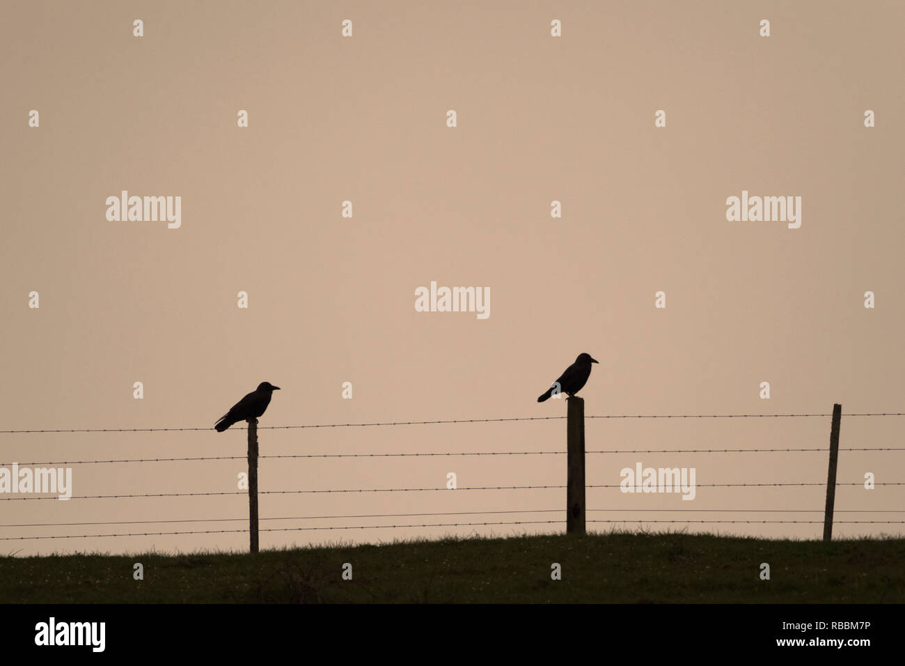 Crow shilloutte hi-res stock photography and images - Alamy