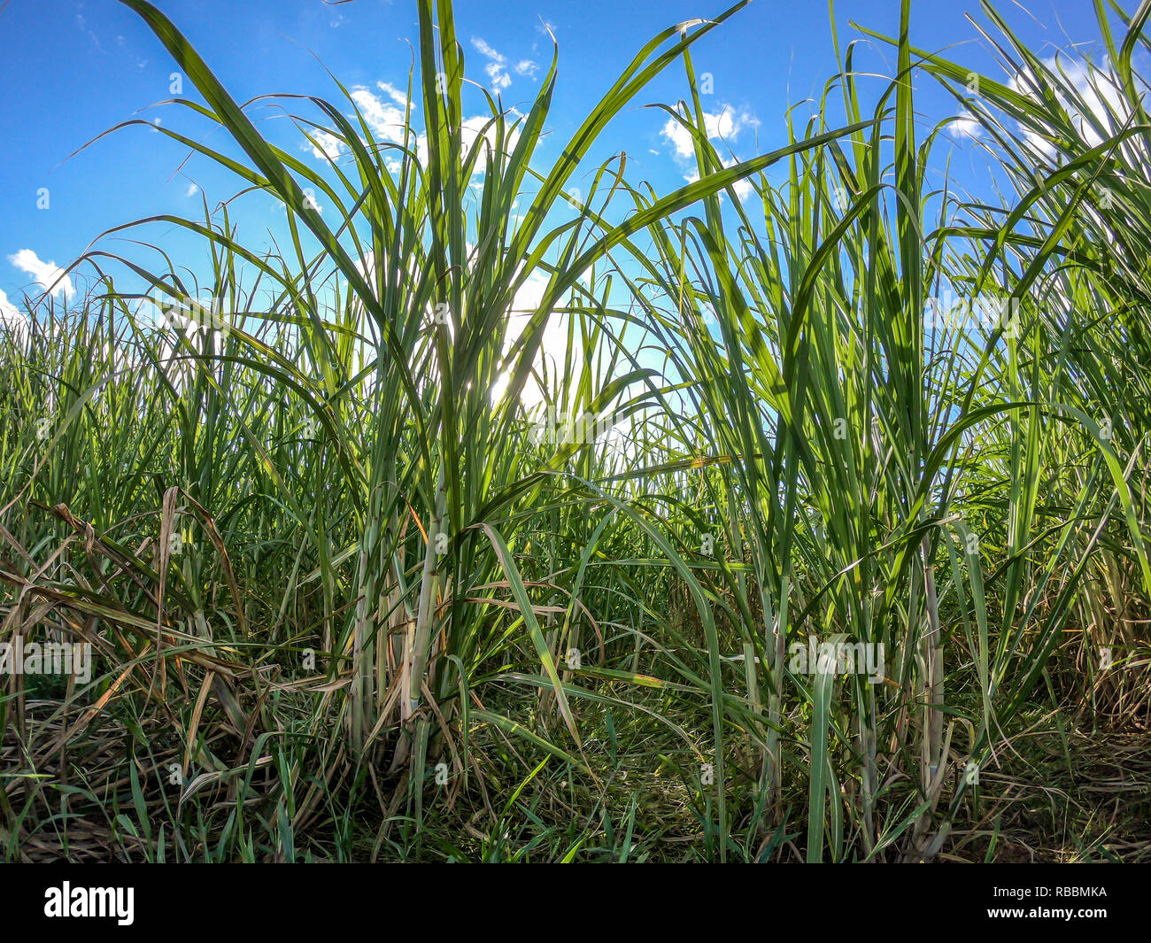 Sugar cane plantation sunset Stock Photo - Alamy