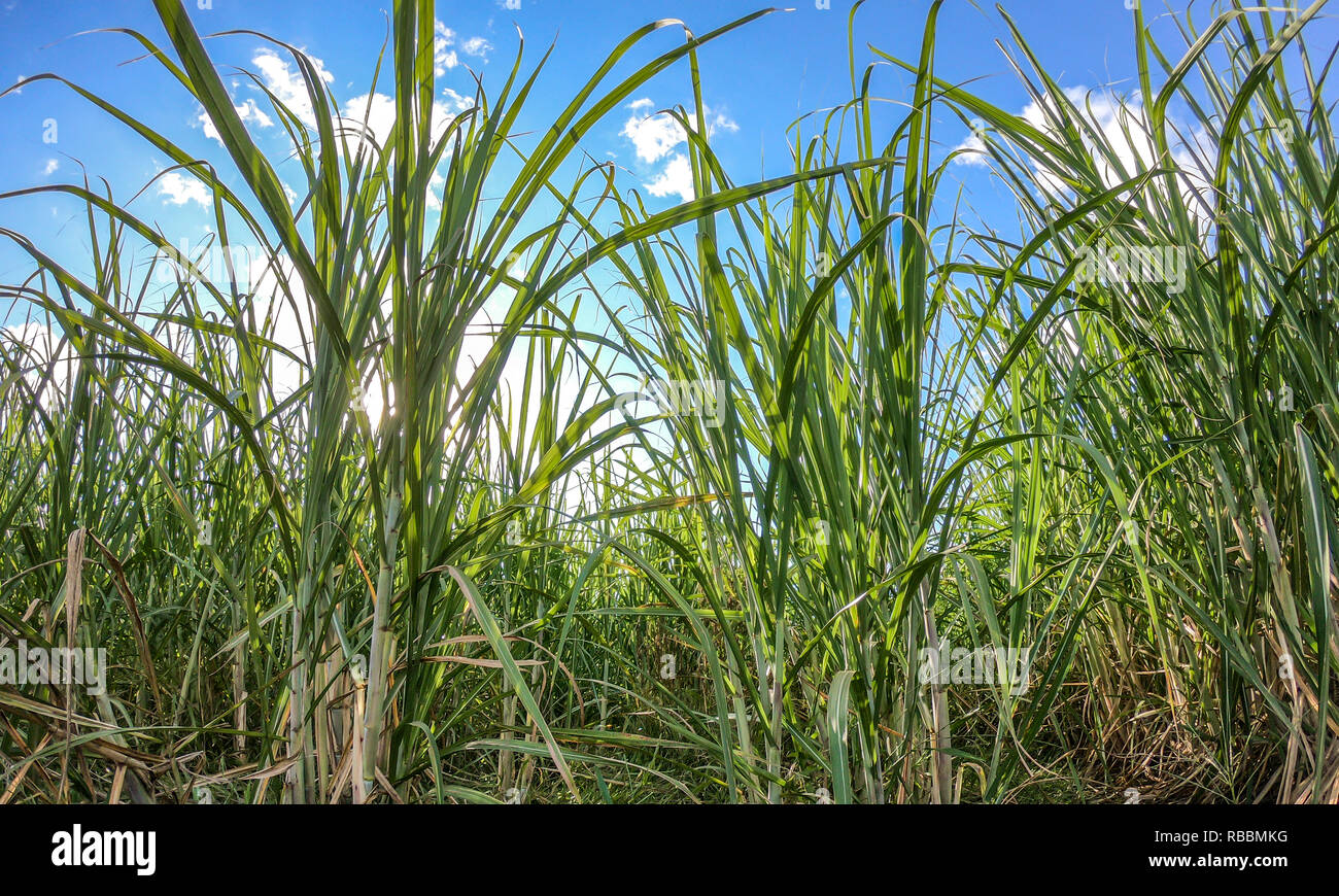 Sugar cane plantation sunset Stock Photo - Alamy