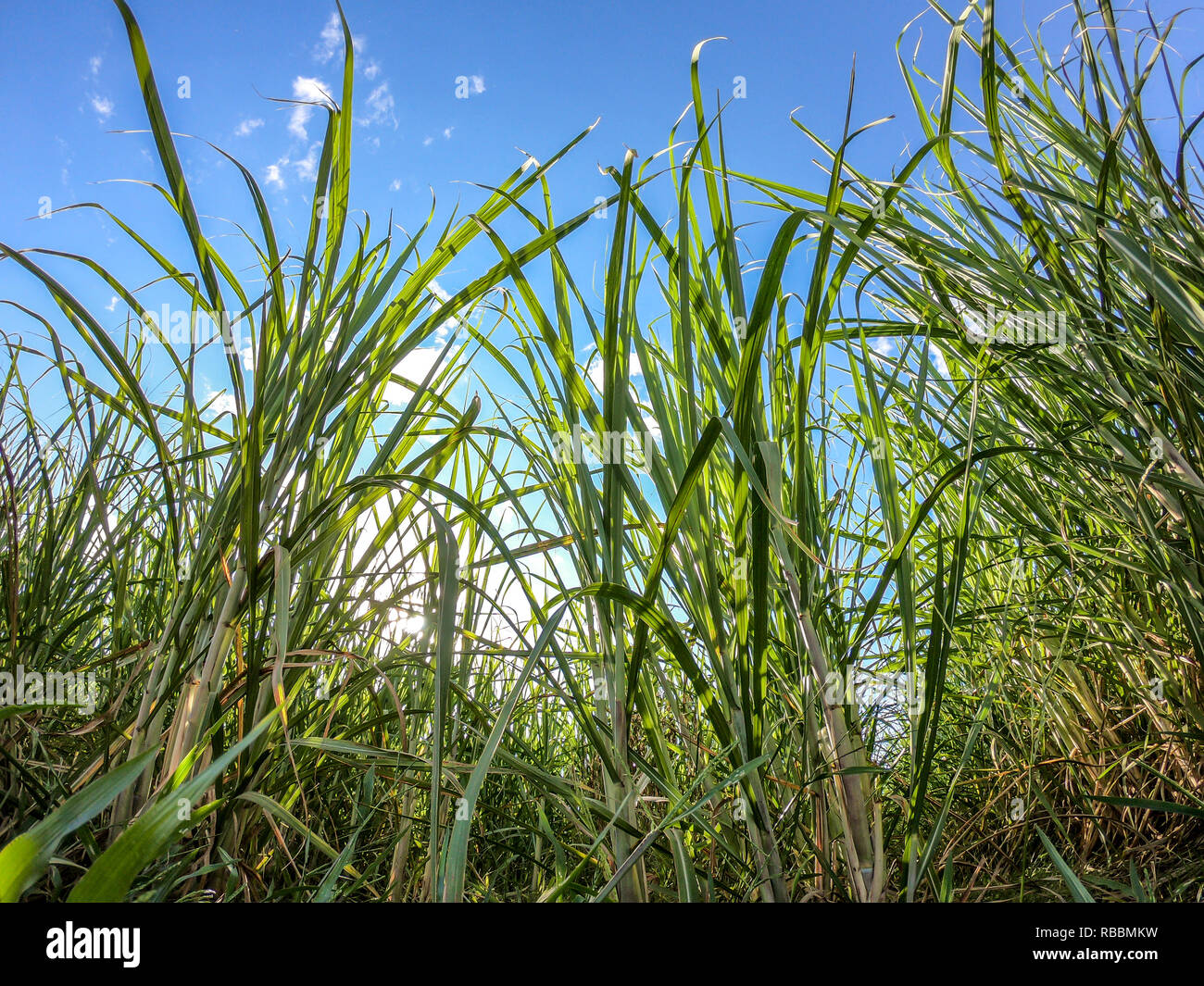 Sugar cane plantation sunset Stock Photo - Alamy