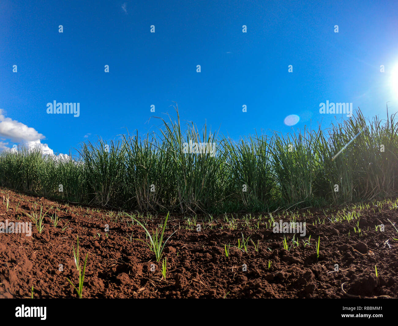 Sugar cane plantation sunset Stock Photo - Alamy