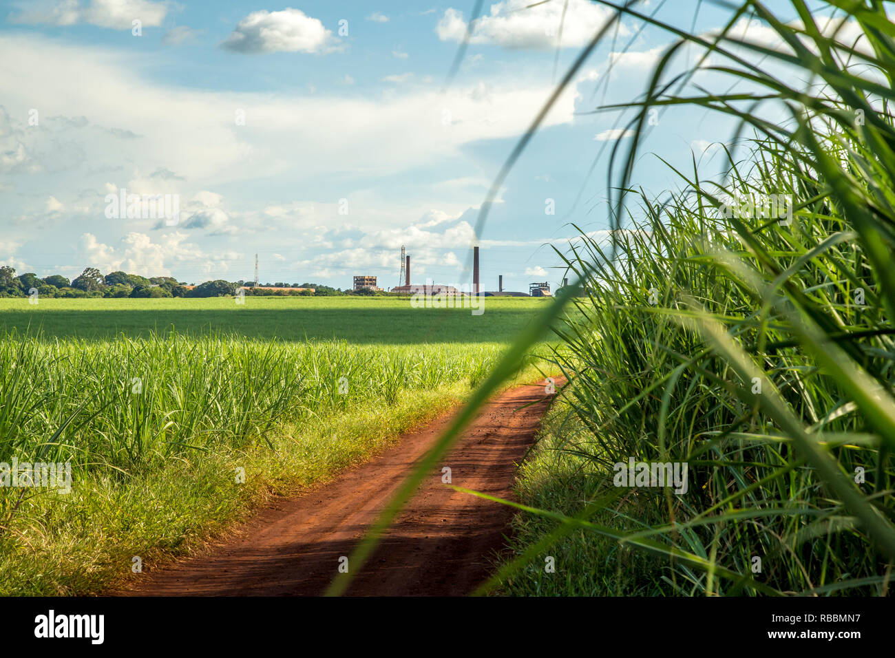 Sugar cane plantation sunset Stock Photo - Alamy