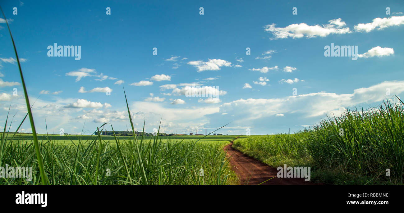 Sugar cane plantation sunset Stock Photo - Alamy