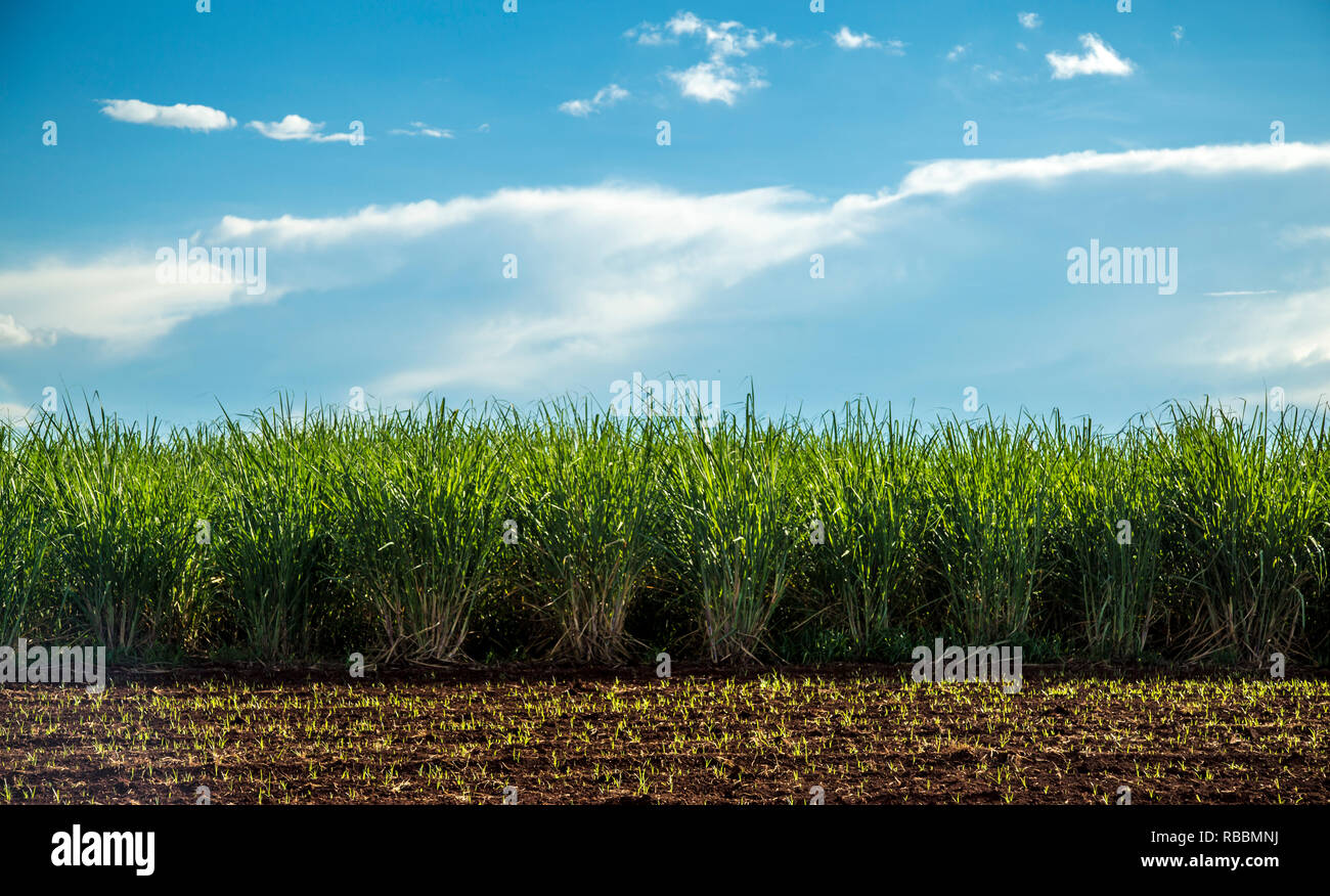 Sugar cane plantation sunset Stock Photo - Alamy