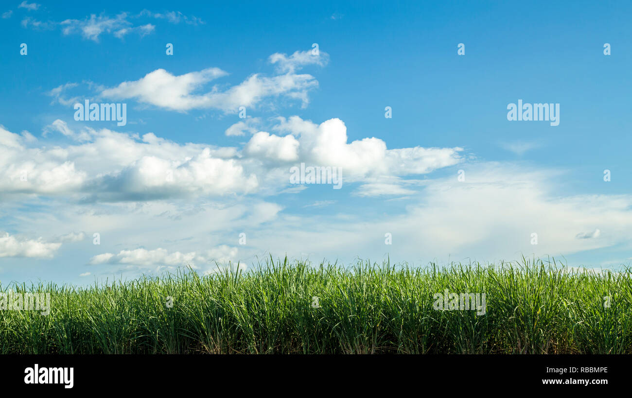 Sugar cane plantation sunset Stock Photo - Alamy