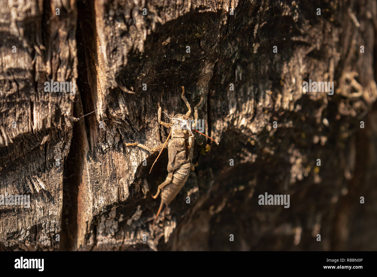 molted casing of a large insect on trunk of tree in summer in ...