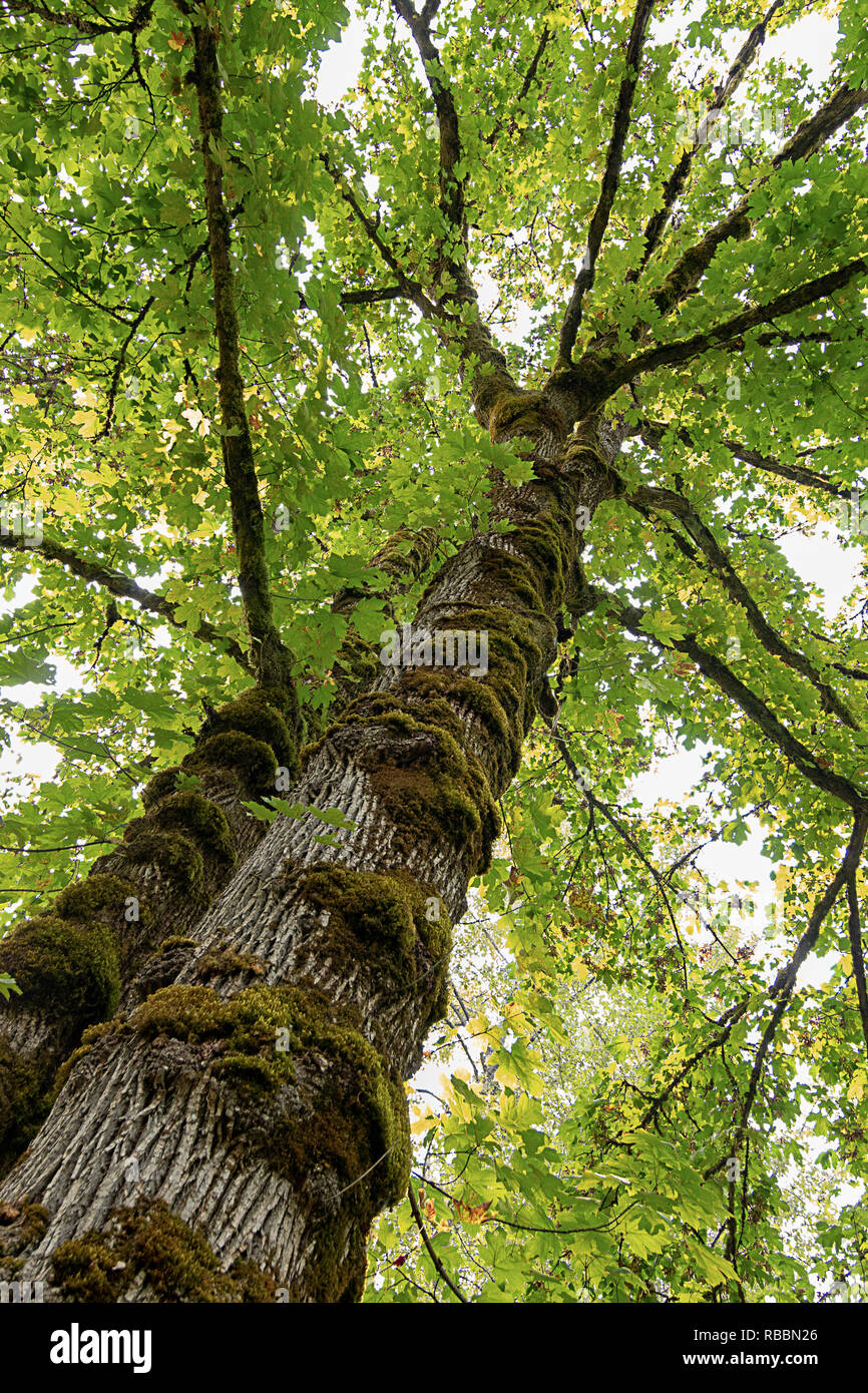 tall moss covered tree trunks leading up to canopy in washington state ...