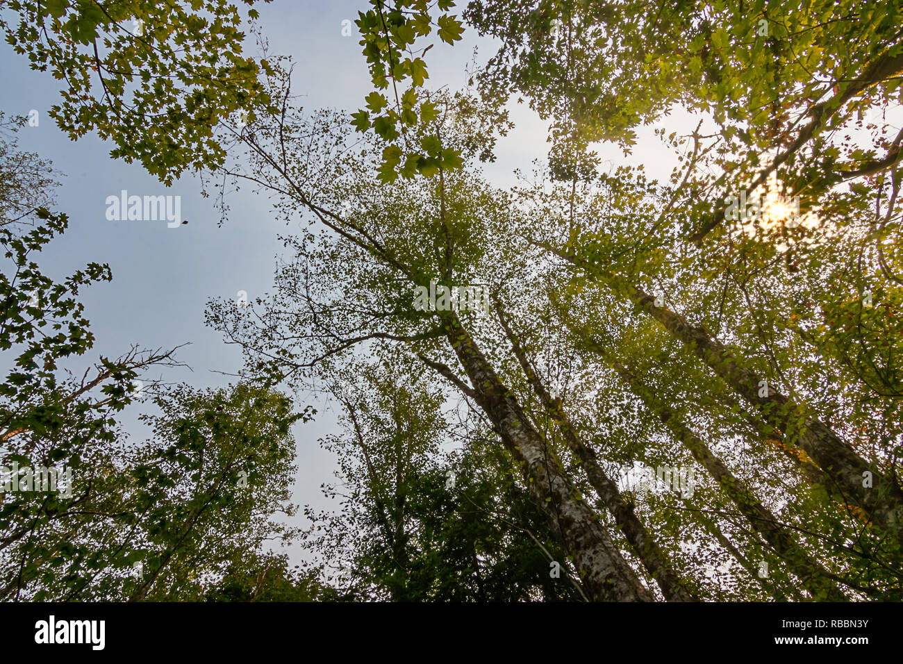 tall maple trees against bright sun with sunbeams in summer Stock Photo ...