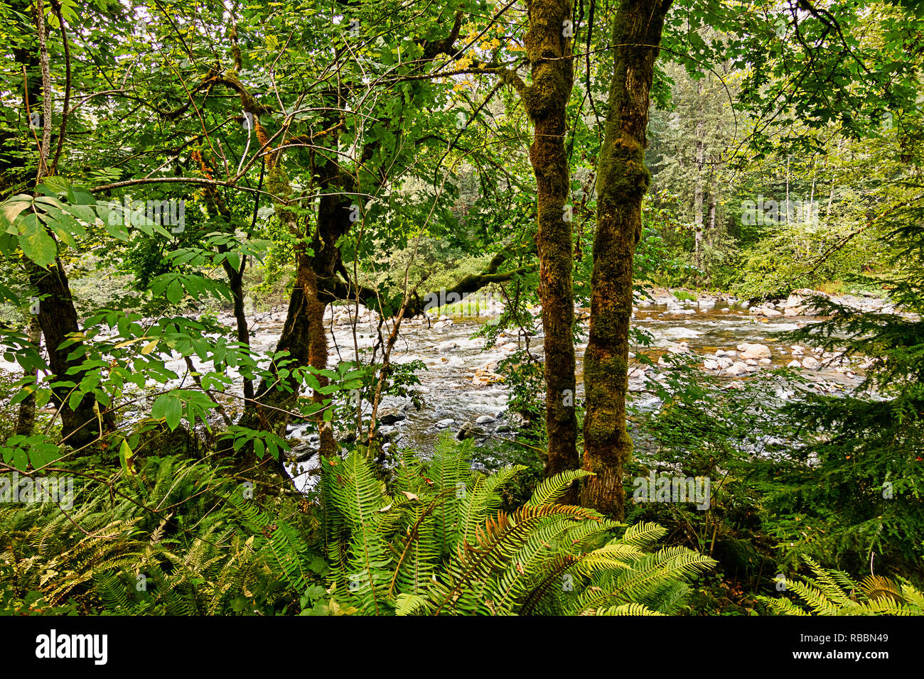Tangle of trees and bushes hi-res stock photography and images - Alamy