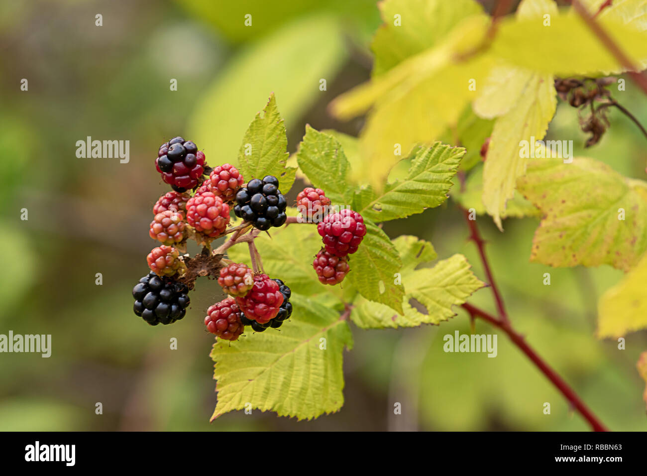 grouping of red and black blackberries in summer season in the pacific ...