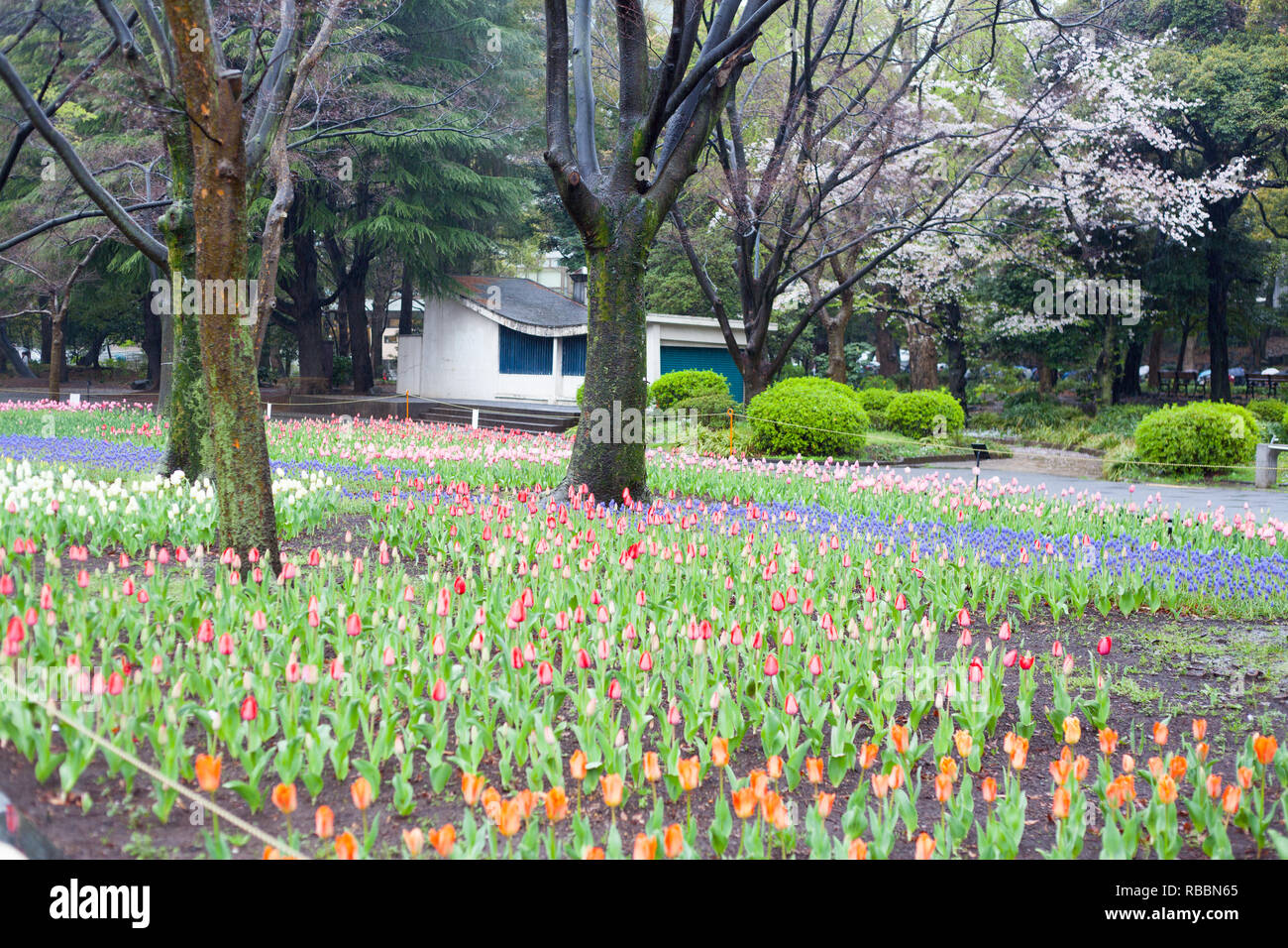 Japanese tulip tree hi-res stock photography and images - Alamy
