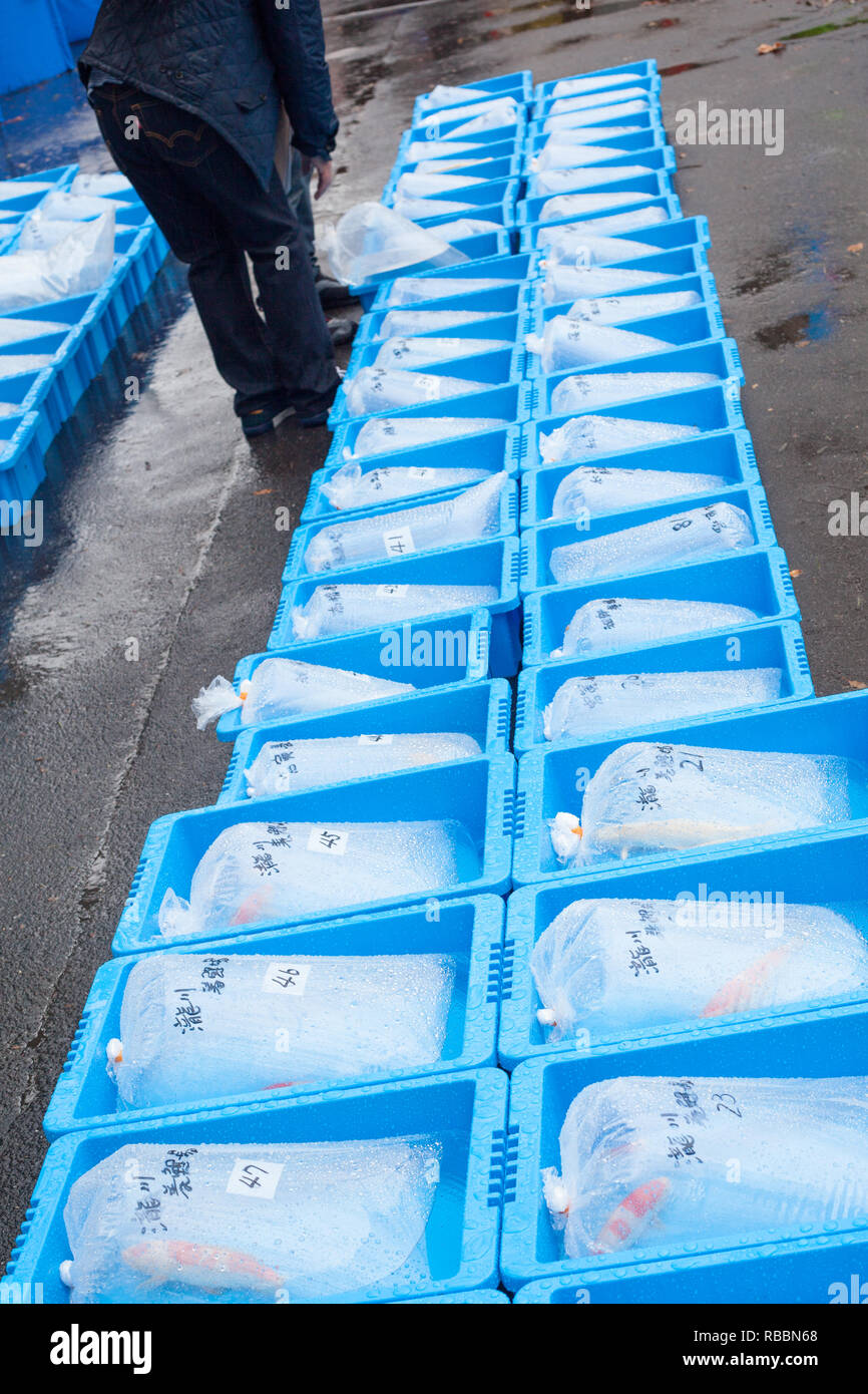Bags of fish hi-res stock photography and images - Alamy