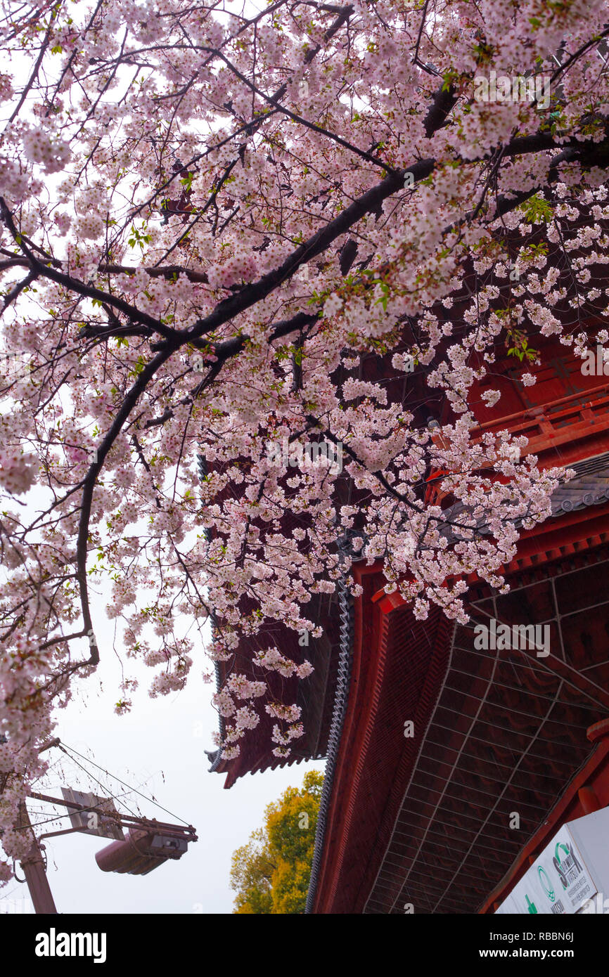 Pink Cherry Blossom hanging in front of Red Japanese Temple Stock Photo ...