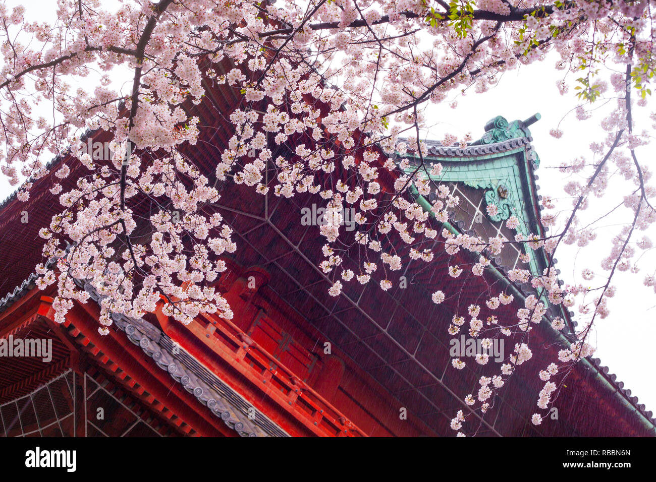 Red temple cherry blossom hi-res stock photography and images - Alamy