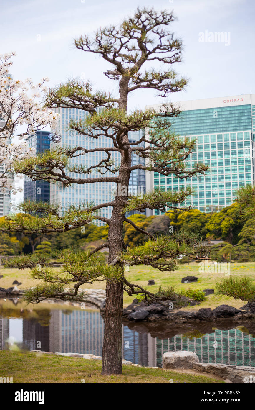Pine Tree in Hamarikyu gardens in Tokyo. Contrast against skyscraper in ...